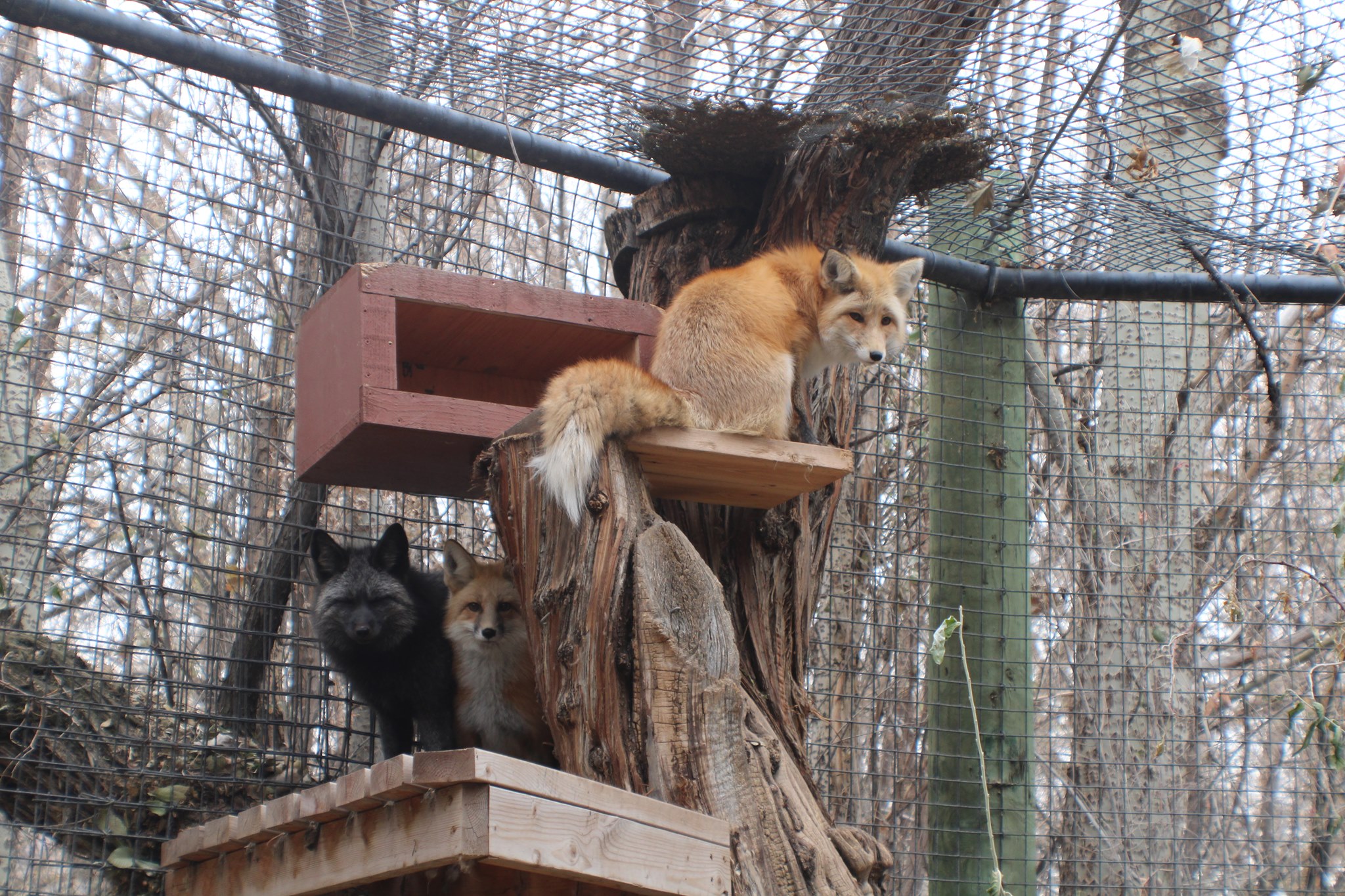 Zoo Idaho Summer Hours Begin | Observer News Group